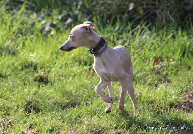 Accueil - Elevage Des Fées De L'Or Blanc - eleveur de chiens Petit ...